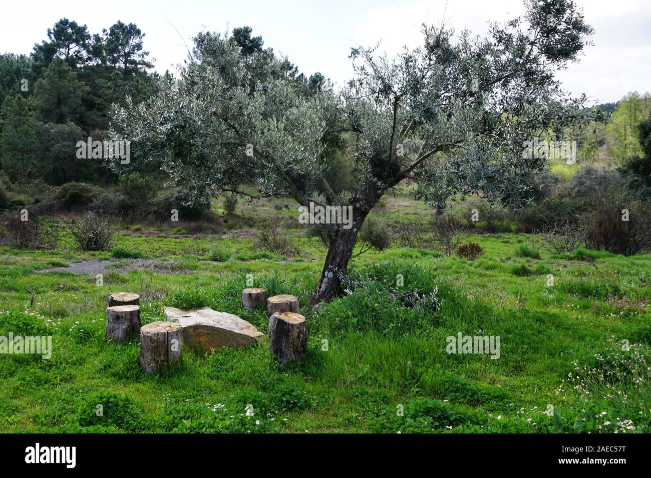 Farm landscape with olive tree and handmade wooden table and benches ...