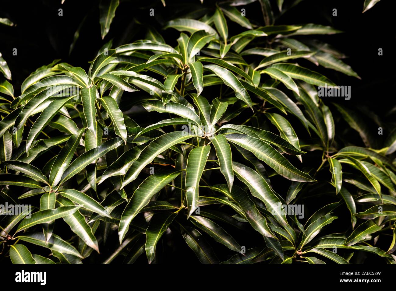 Mango tree canopy detail and its leaves Stock Photo - Alamy