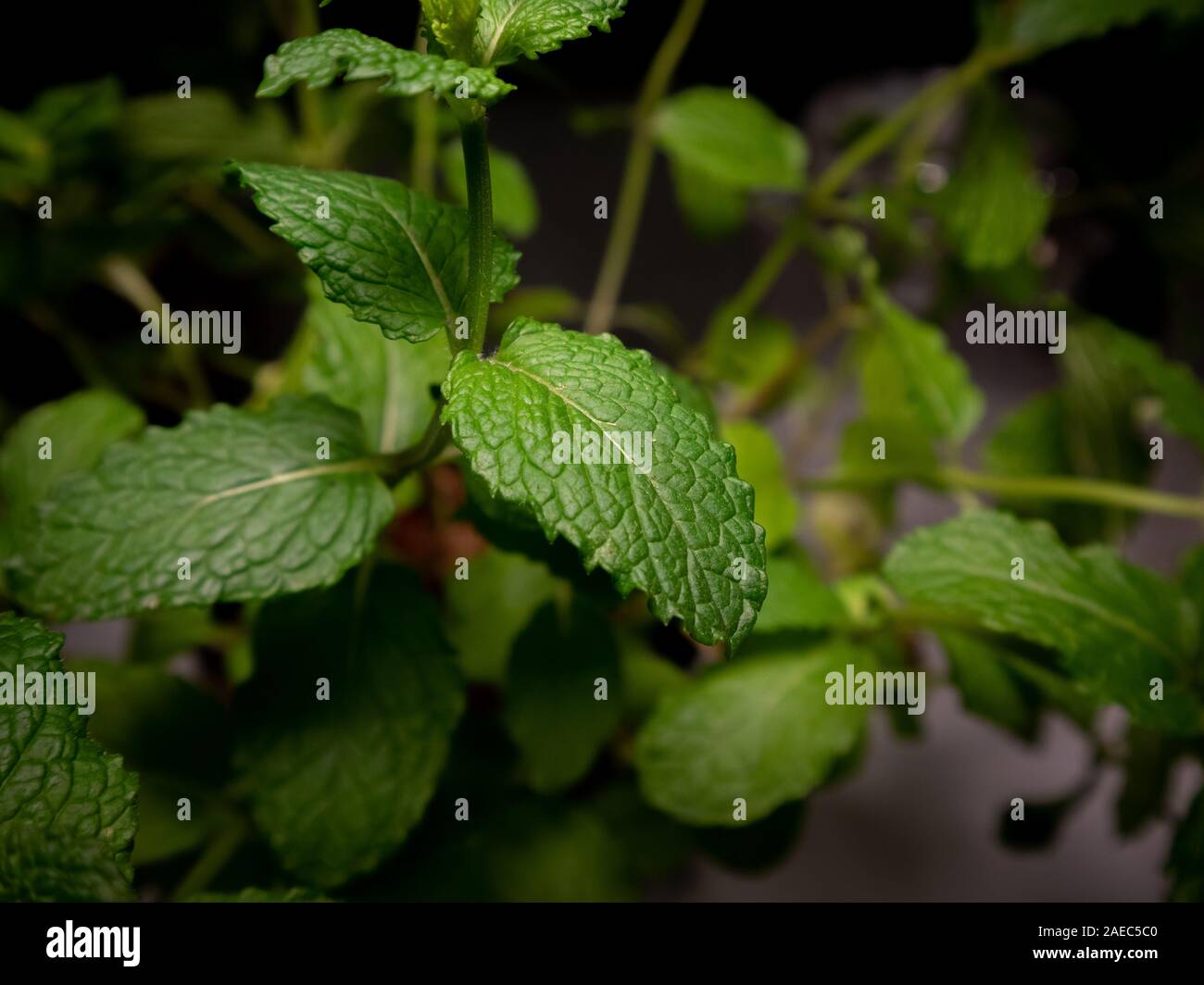 Mint plant leaf hi-res stock photography and images - Alamy
