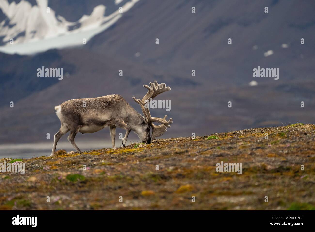 Tundra rein hi-res stock photography and images - Alamy