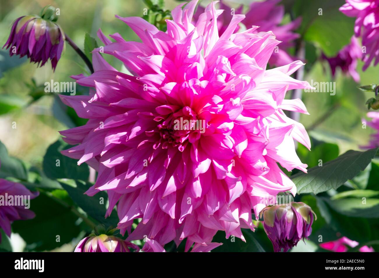 A big pink flower in mountain, Italy Stock Photo - Alamy