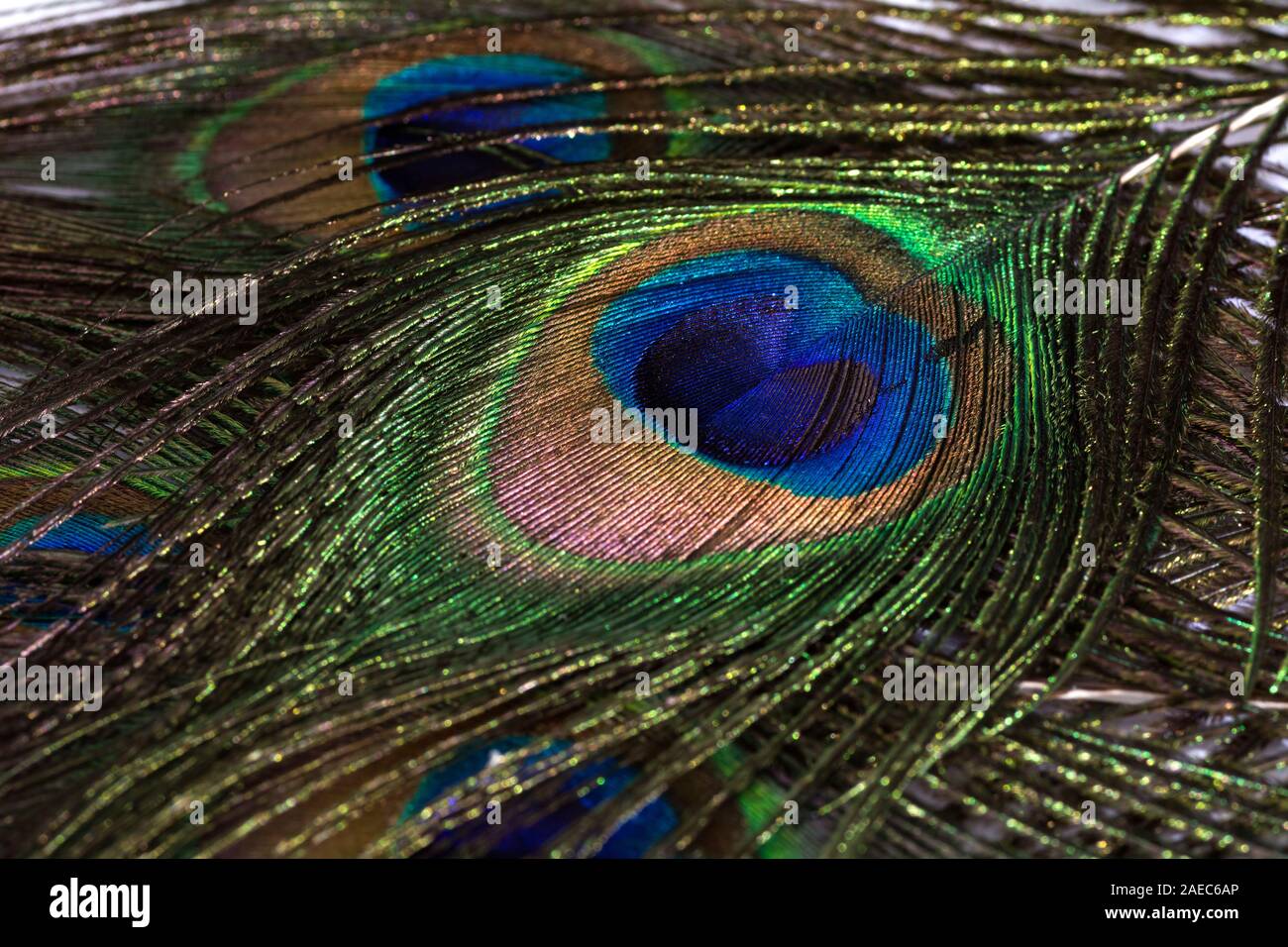 Beautiful peacock feather background. Closeup bright texture Stock ...