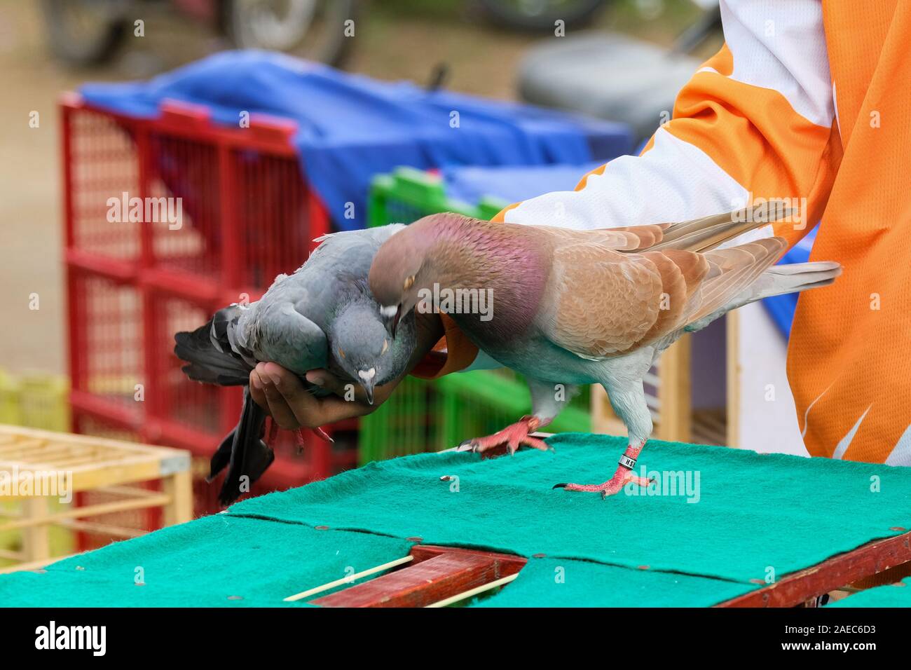 Pigeonsevent hi-res stock photography and images - Alamy