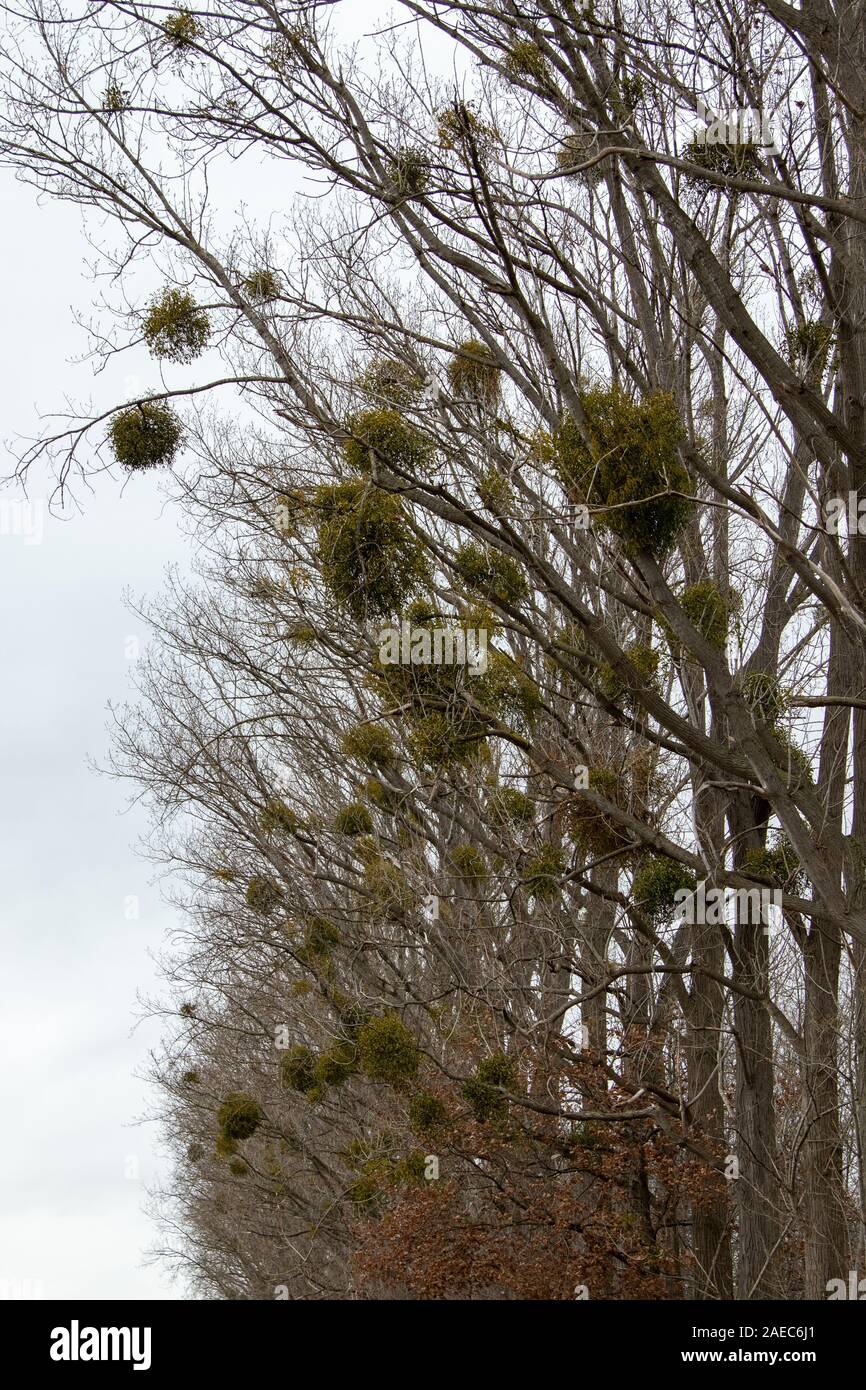 mistletoe on trees in autumn Stock Photo - Alamy