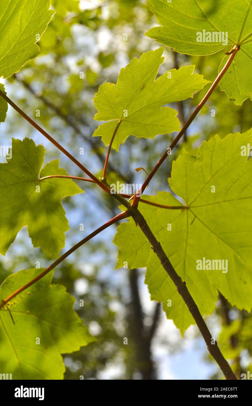 UK Underside of green sycamore leaves with a blue sky background Stock ...
