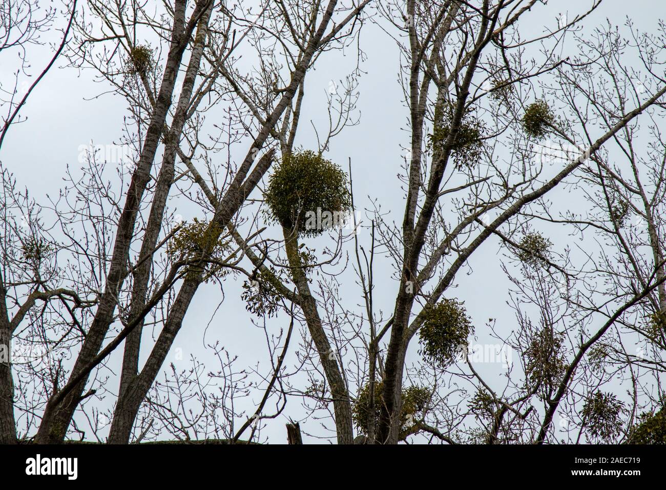 mistletoe on trees in autumn Stock Photo - Alamy