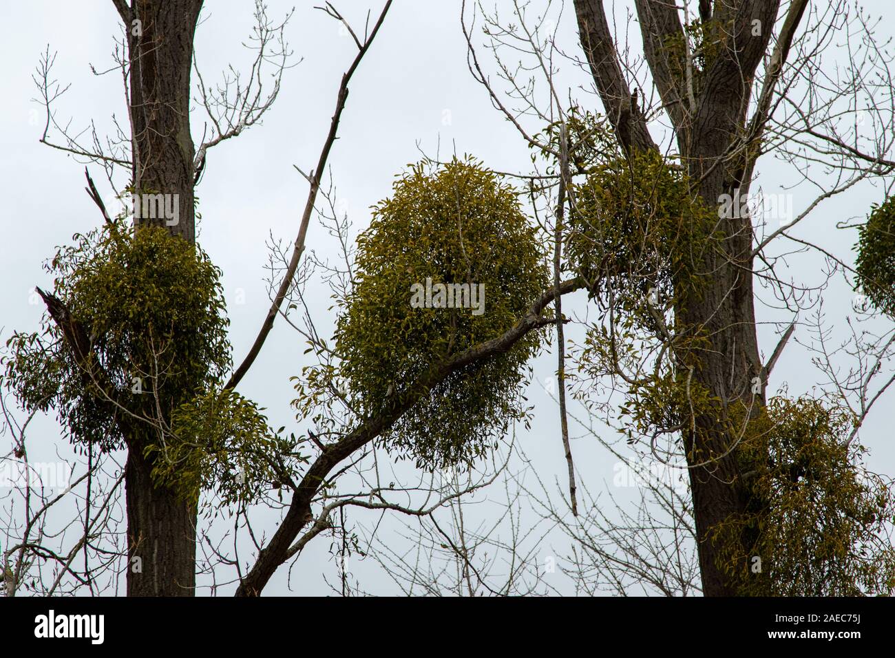 Decoratien hi-res stock photography and images - Alamy