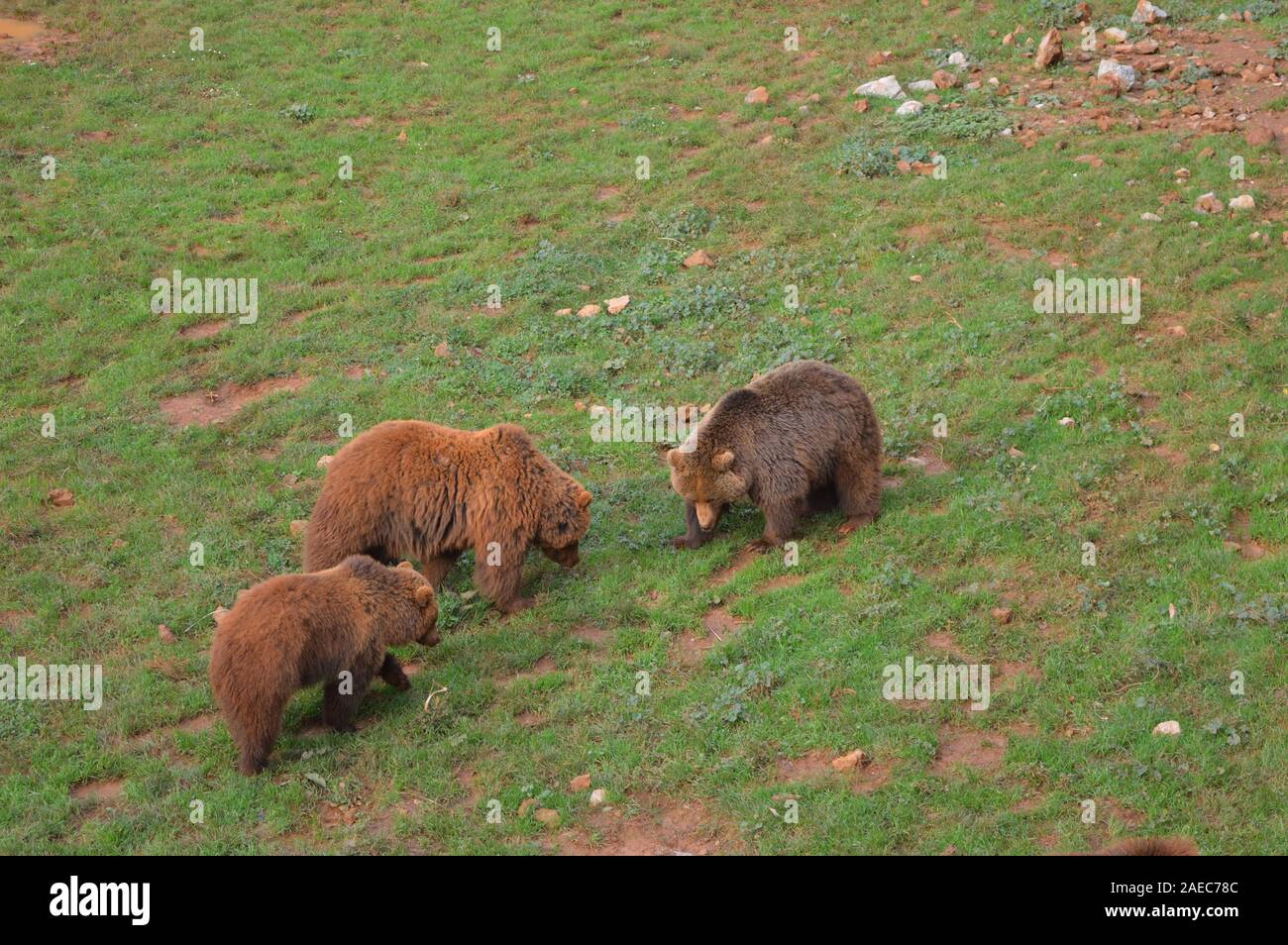Wombat bear hi-res stock photography and images - Alamy