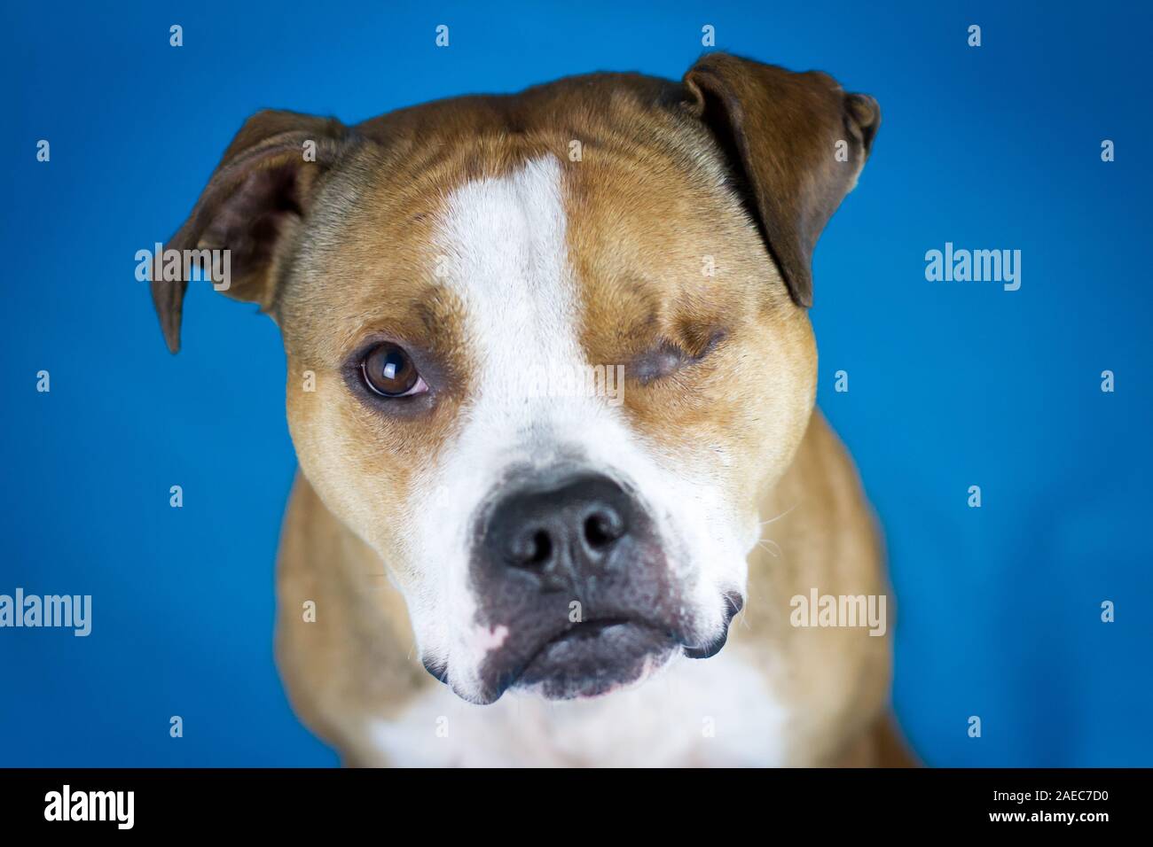 Studio photograph of an one-eyed Pit Bull Stock Photo - Alamy
