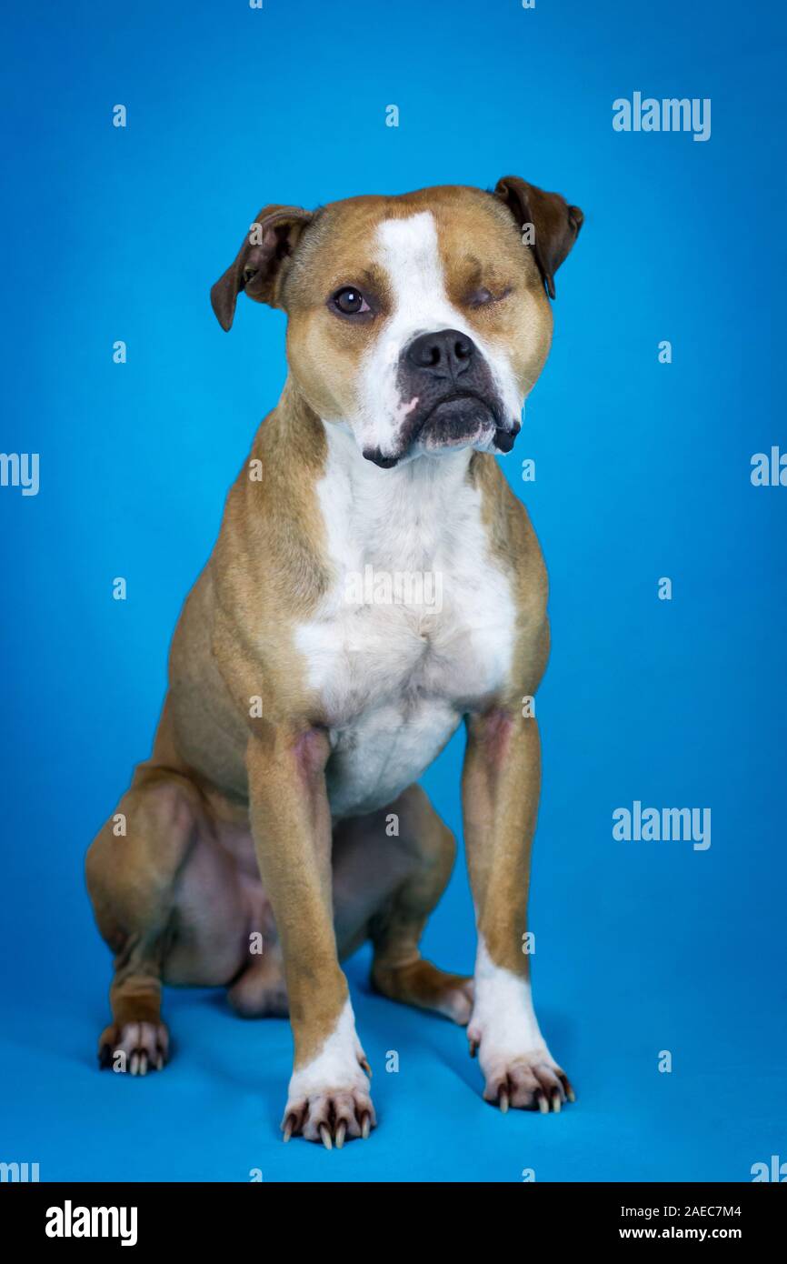 Studio photograph of an one-eyed Pit Bull sitting Stock Photo - Alamy