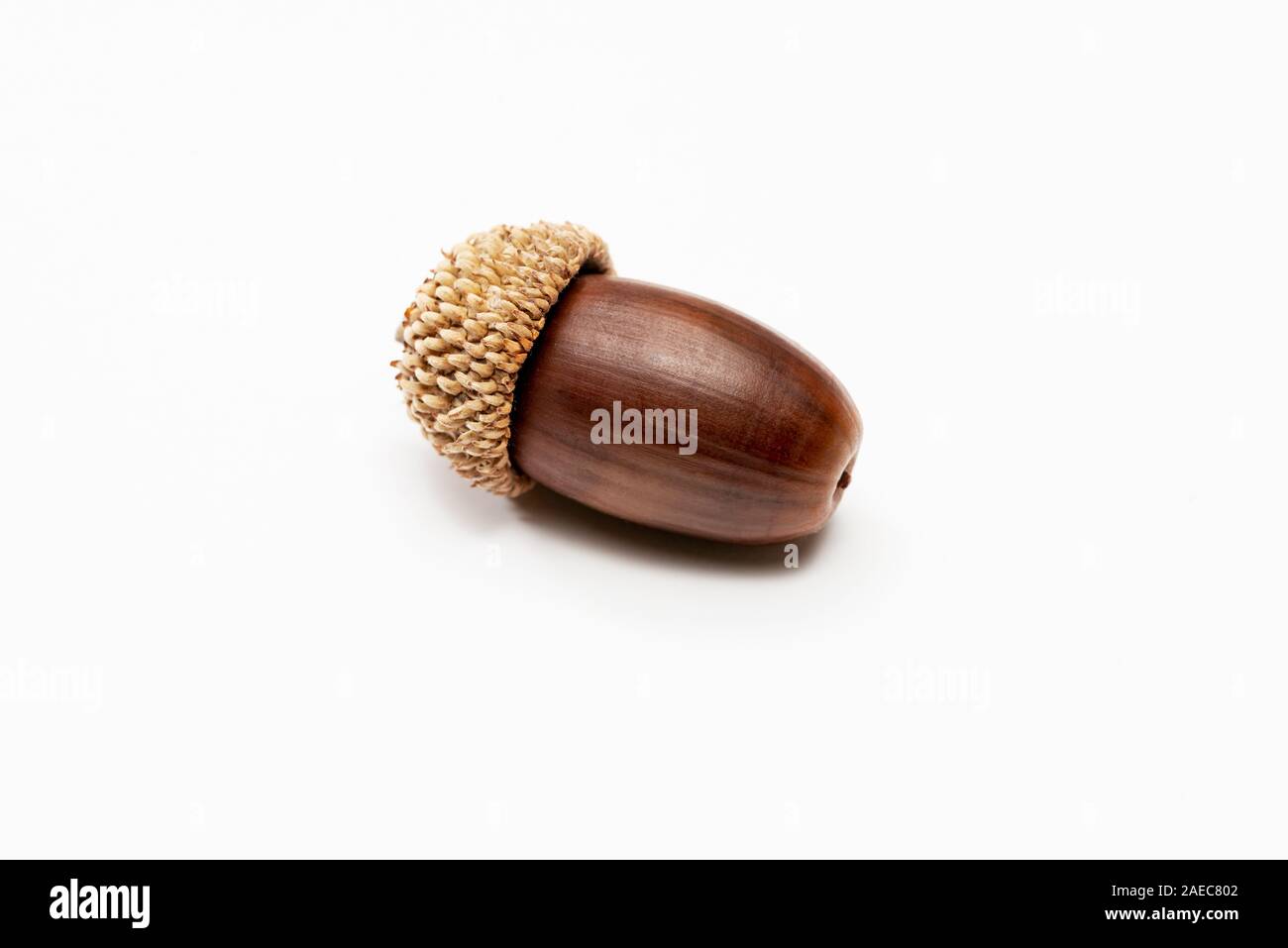 Acorn white background hi-res stock photography and images - Alamy