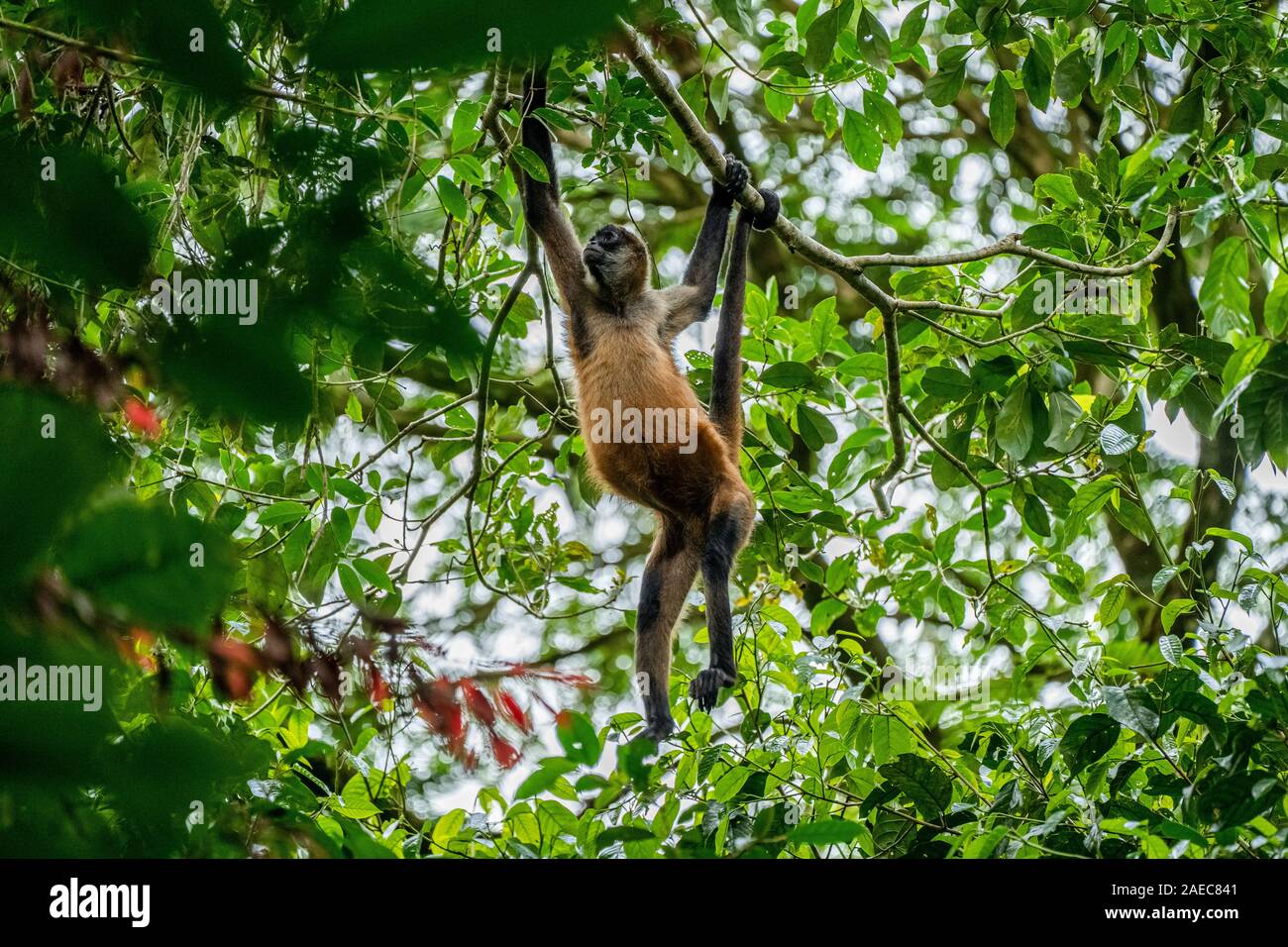 Geoffroy's spider monkey (Ateles geoffroyi) swinging from a brach. Also ...