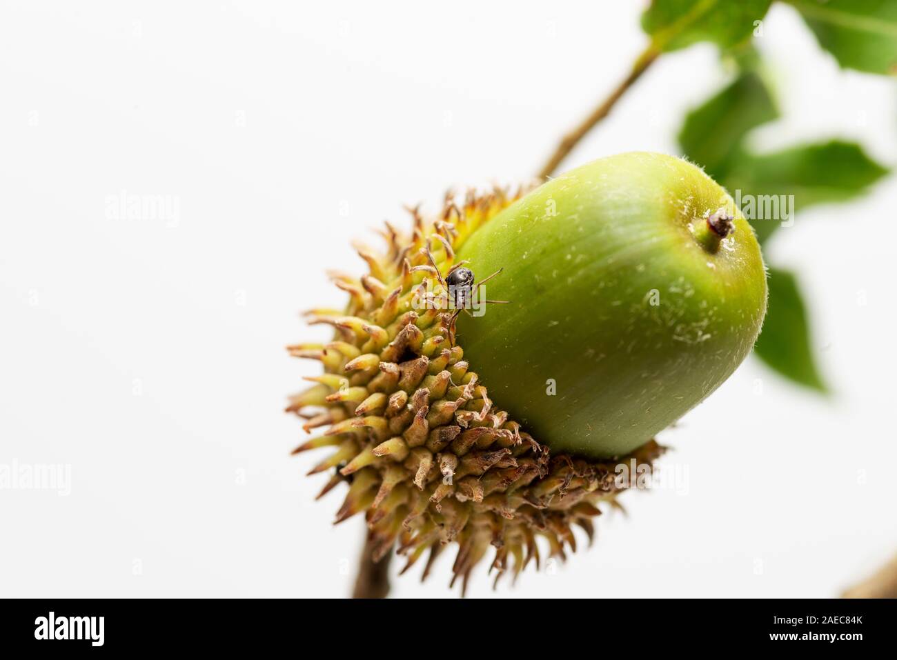 Green acorn with a bug on it and on a white background Stock Photo - Alamy