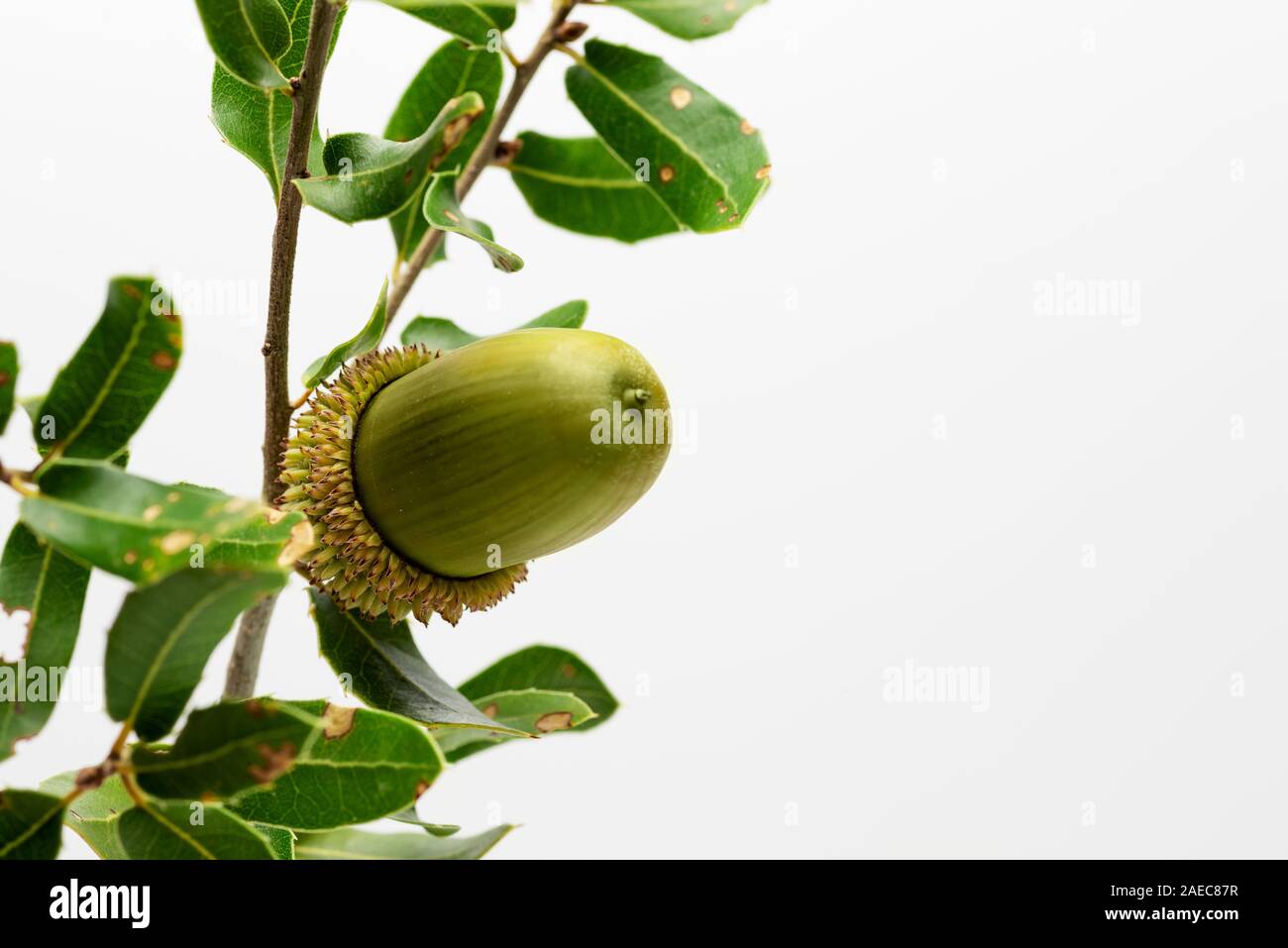 Acorn texture hi-res stock photography and images - Alamy