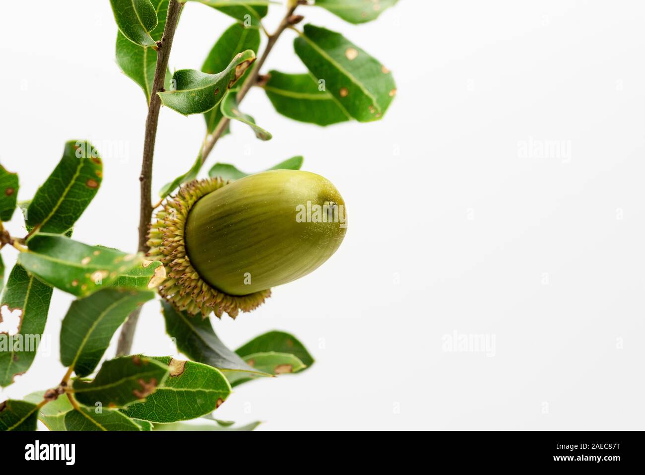 Acorn texture hi-res stock photography and images - Alamy
