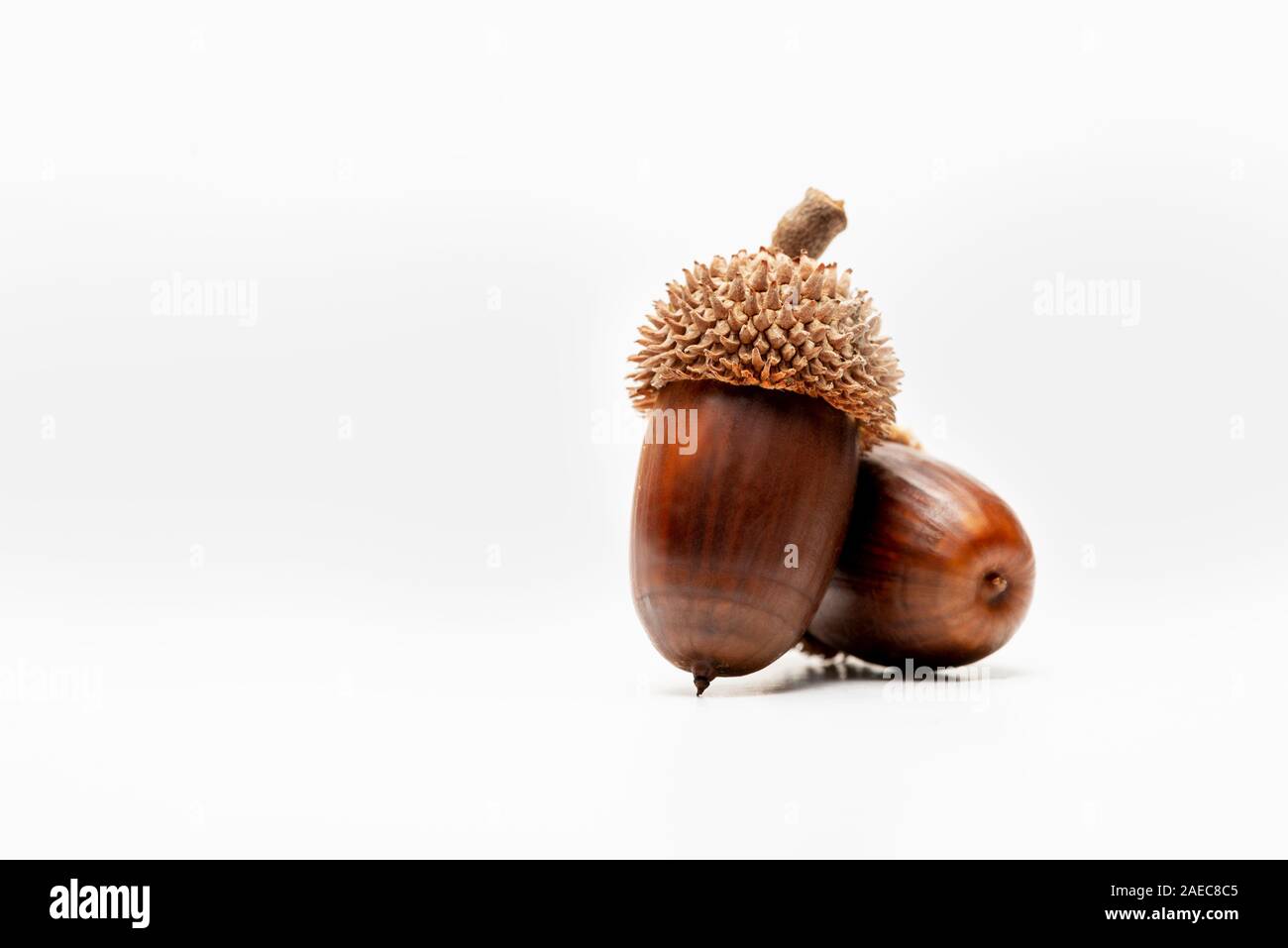 Close up shot two acorns on a white background Stock Photo - Alamy