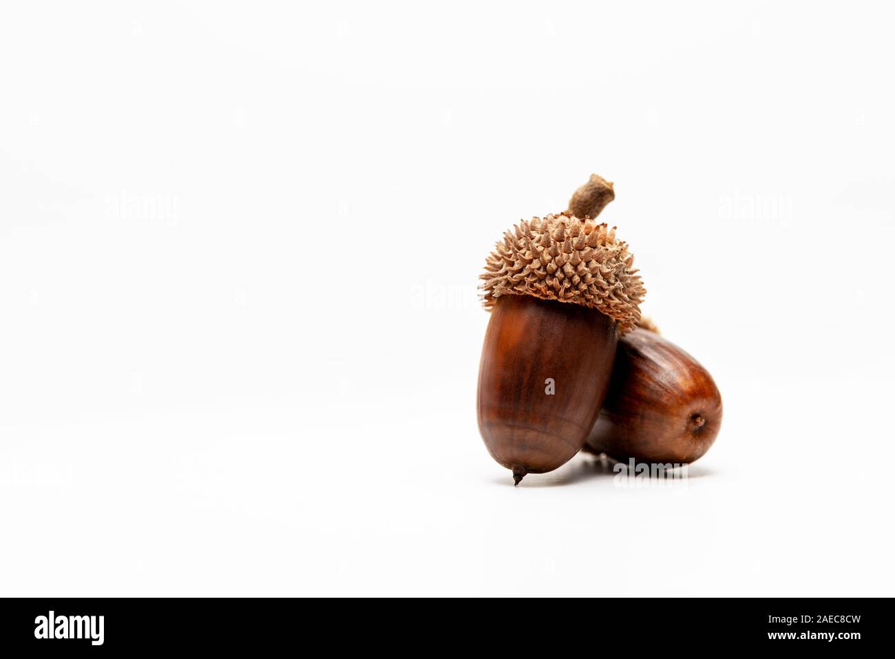 Close up shot two acorns on a white background Stock Photo - Alamy