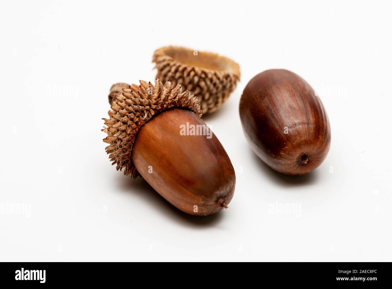 Close up shot two acorns on a white background Stock Photo - Alamy