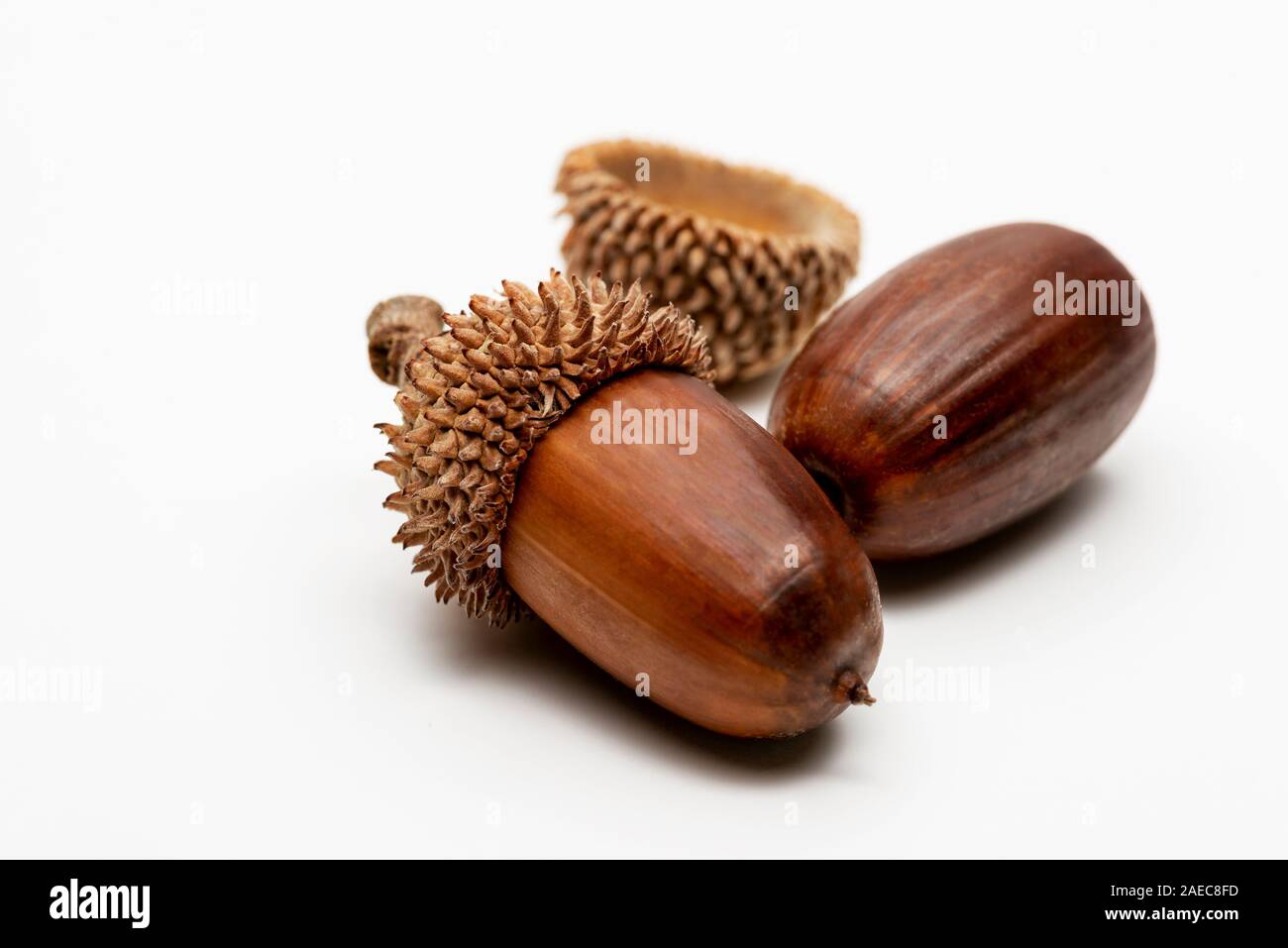 Close up shot two acorns on a white background Stock Photo - Alamy