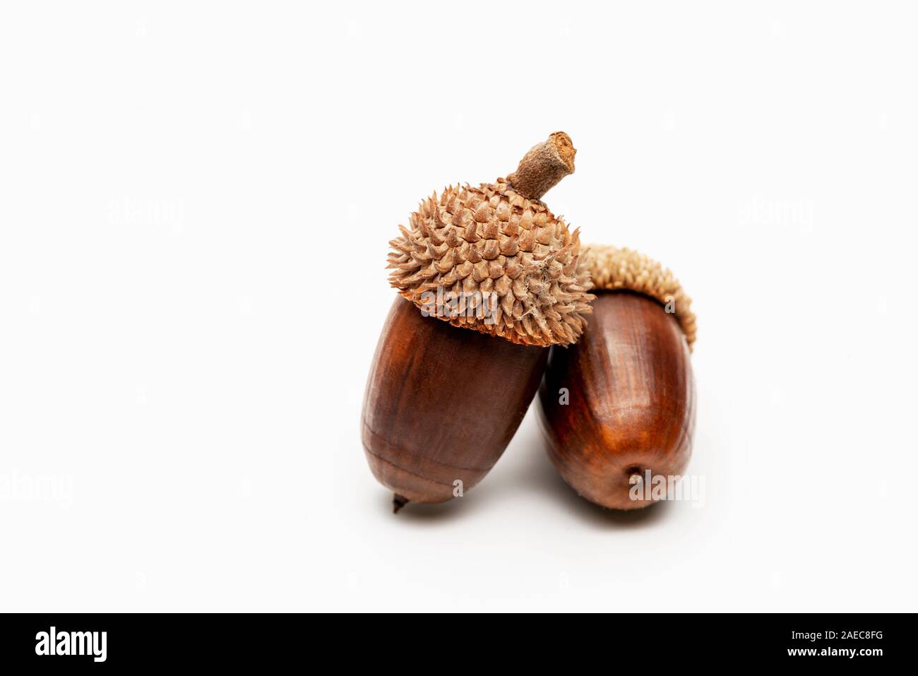 Close up shot two acorns on a white background Stock Photo - Alamy
