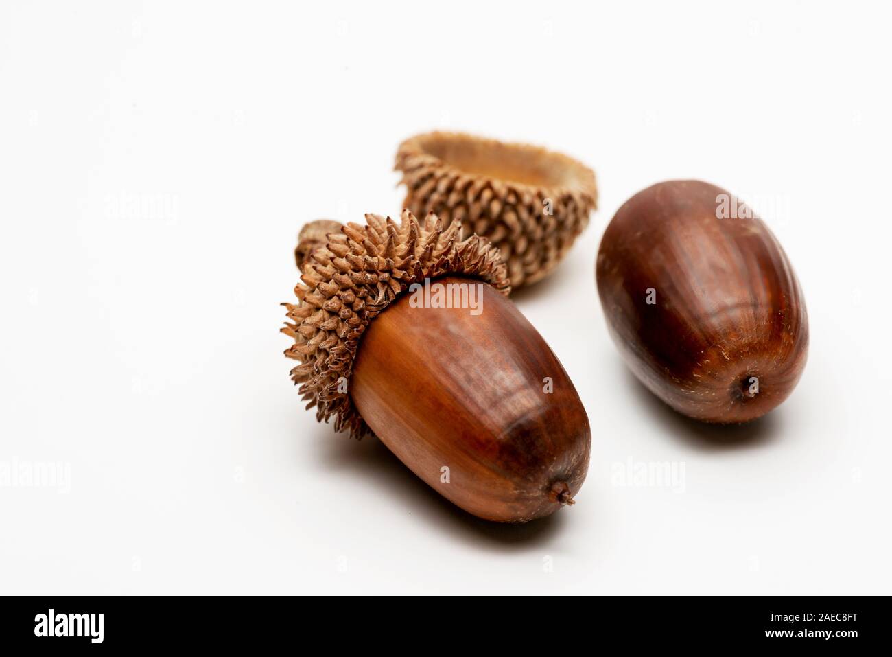 Close up shot two acorns on a white background Stock Photo - Alamy