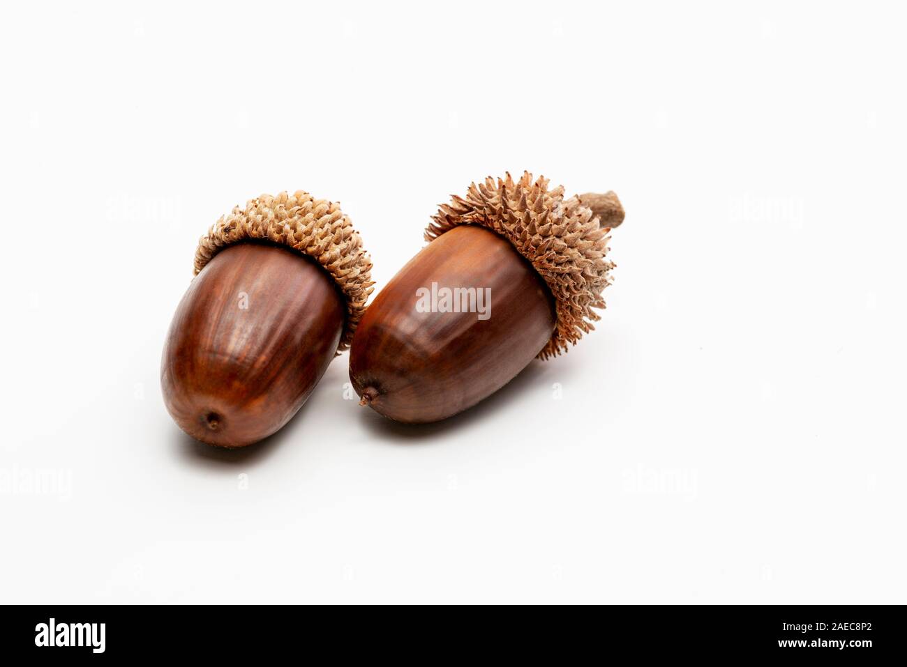 Close up shot two acorns on a white background Stock Photo - Alamy
