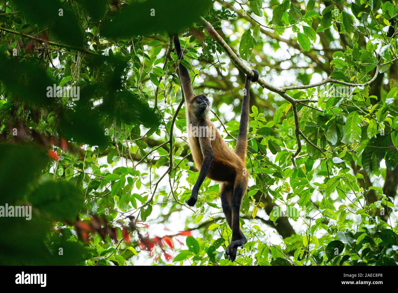 Geoffroy's spider monkey (Ateles geoffroyi) swinging from a brach. Also ...