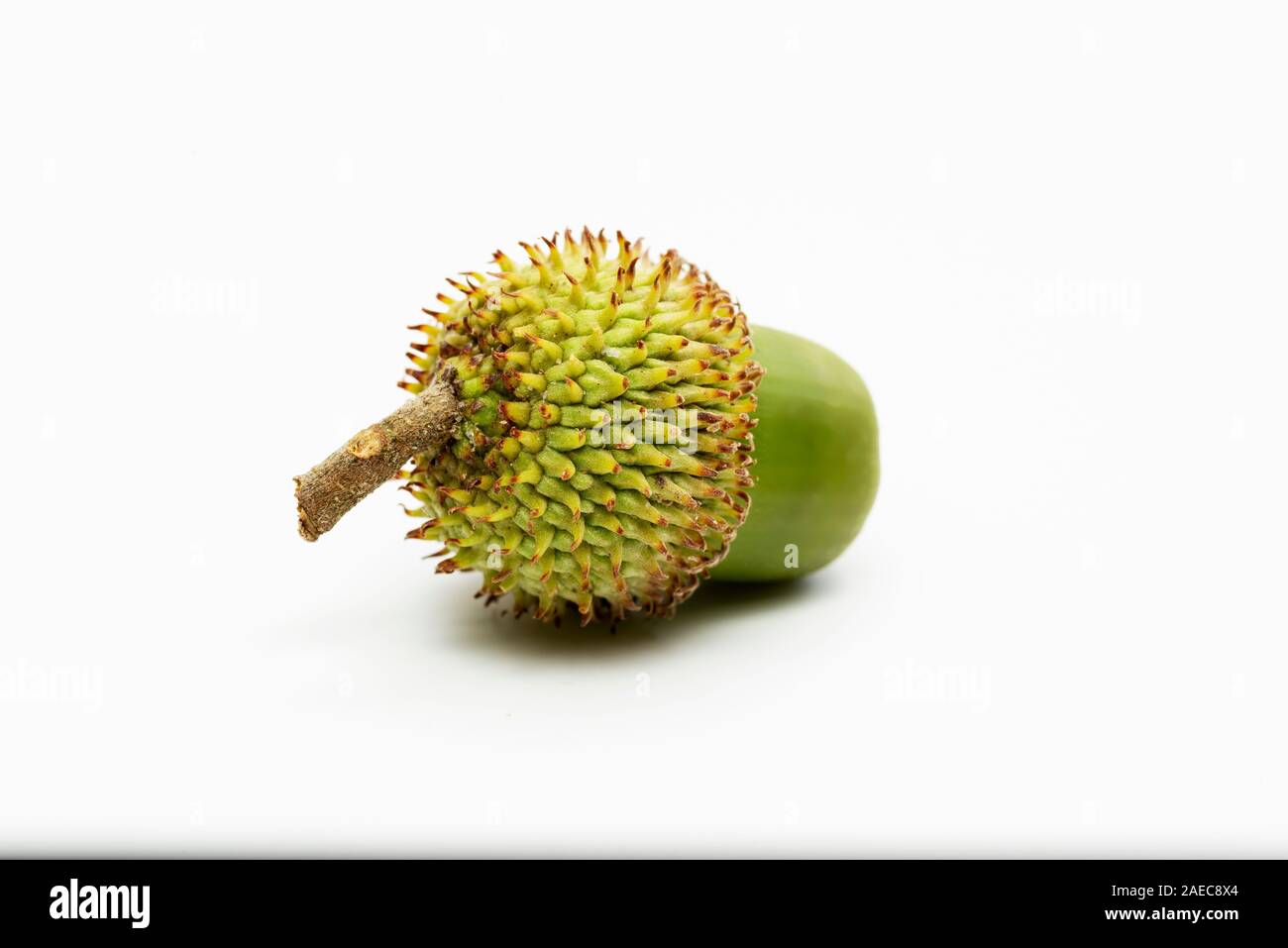 Acorn seed hi-res stock photography and images - Alamy