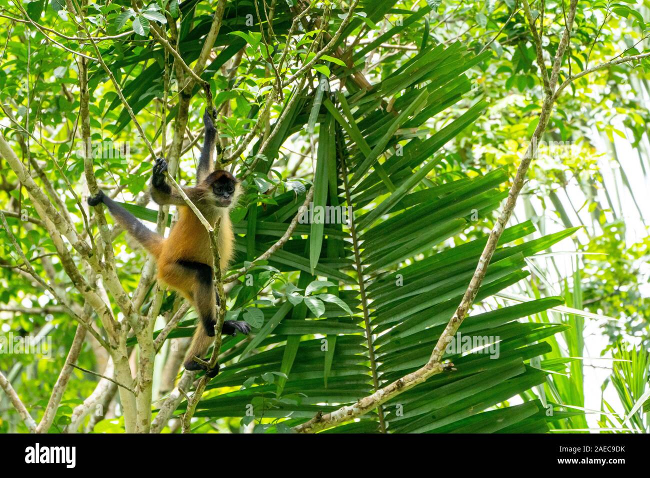 Geoffroy's spider monkey (Ateles geoffroyi) swinging from a brach. Also ...
