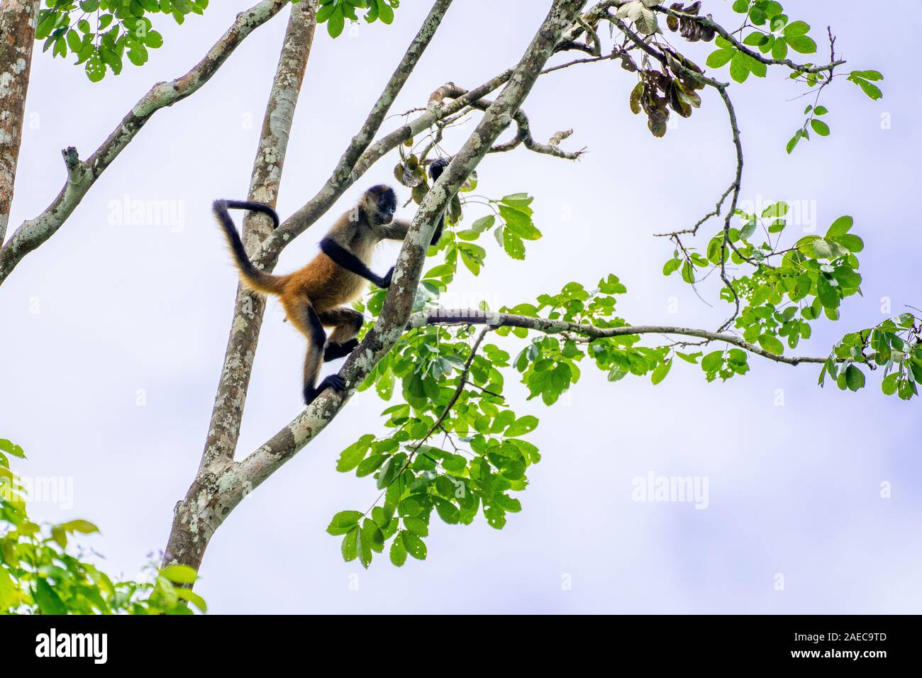 Geoffroy's spider monkey (Ateles geoffroyi) swinging from a brach. Also ...