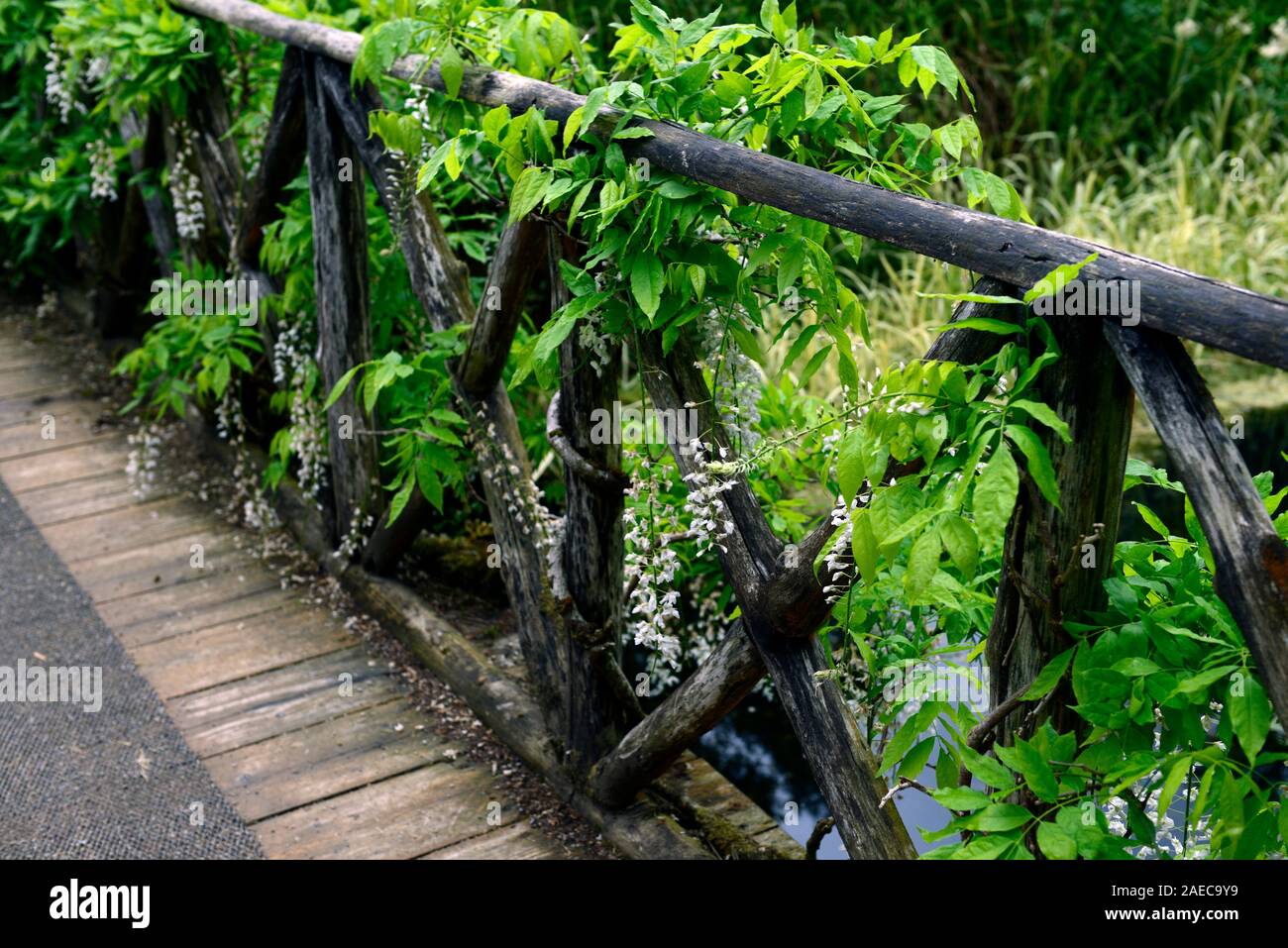rustic wooden fence,fencing,wood,rail,railing,covered with wisteria ...