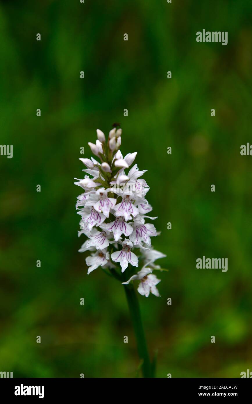 Dactylorhiza fuchsii subsp fuchsii,Common Spotted-Orchid,spotted orchid ... Dactylorhiza fuchsii subsp fuchsii,Common Spotted-Orchid,spotted orchid ...