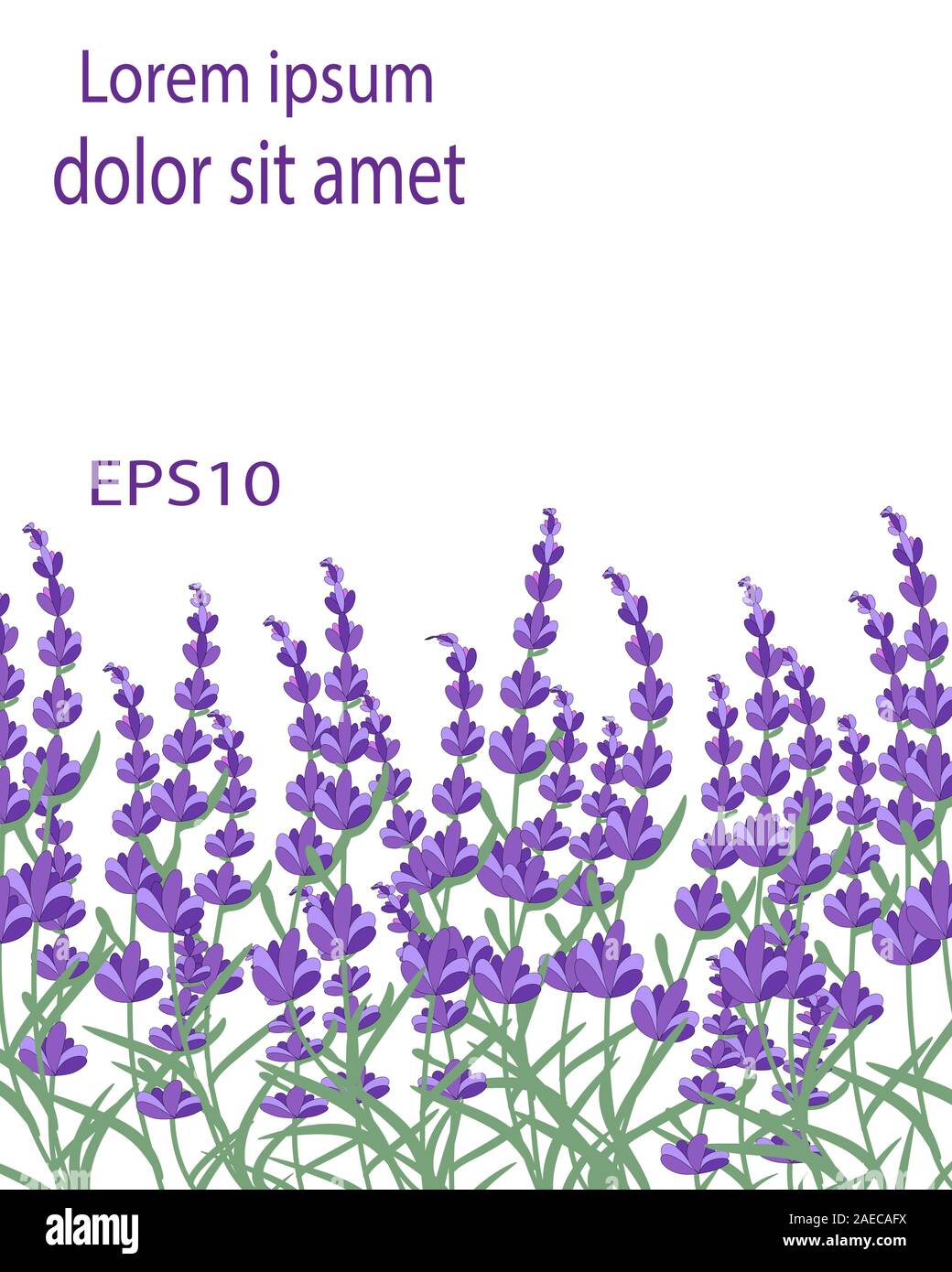 Lavender background with copy space for your text. Flower brochure ...