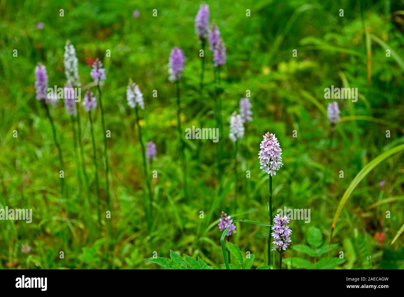 Dactylorhiza fuchsii subsp fuchsii,Common Spotted-Orchid,spotted orchid ... Dactylorhiza fuchsii subsp fuchsii,Common Spotted-Orchid,spotted orchid ...