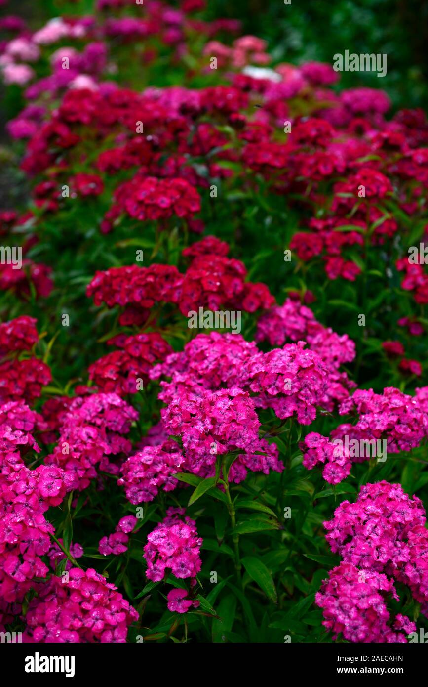Dianthus garden pinks hi-res stock photography and images - Alamy