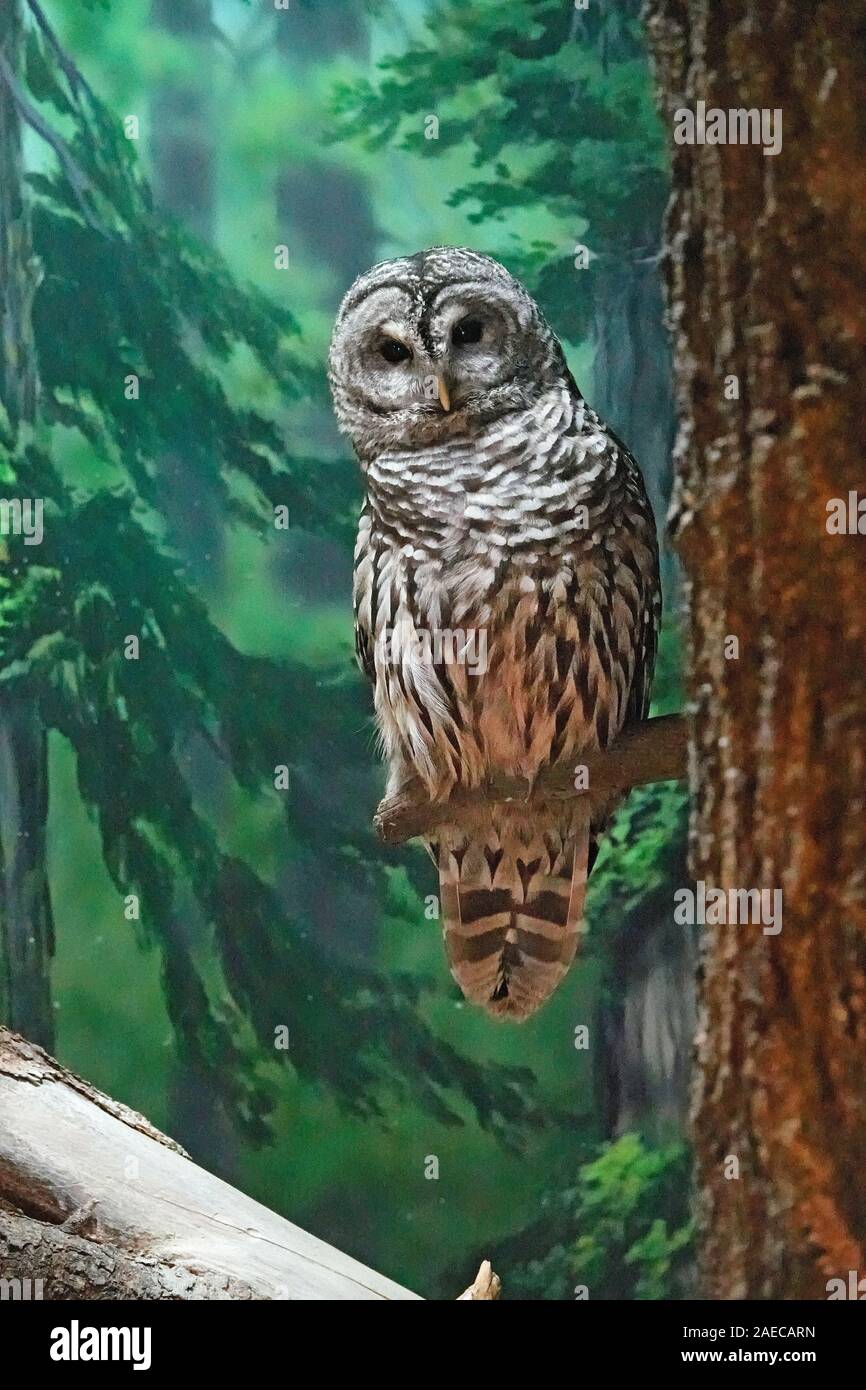 Northwest owl hi-res stock photography and images - Alamy