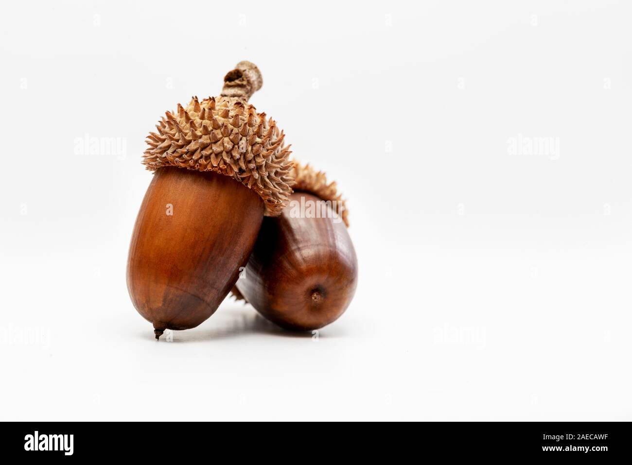 Close up shot two acorns on a white background Stock Photo - Alamy