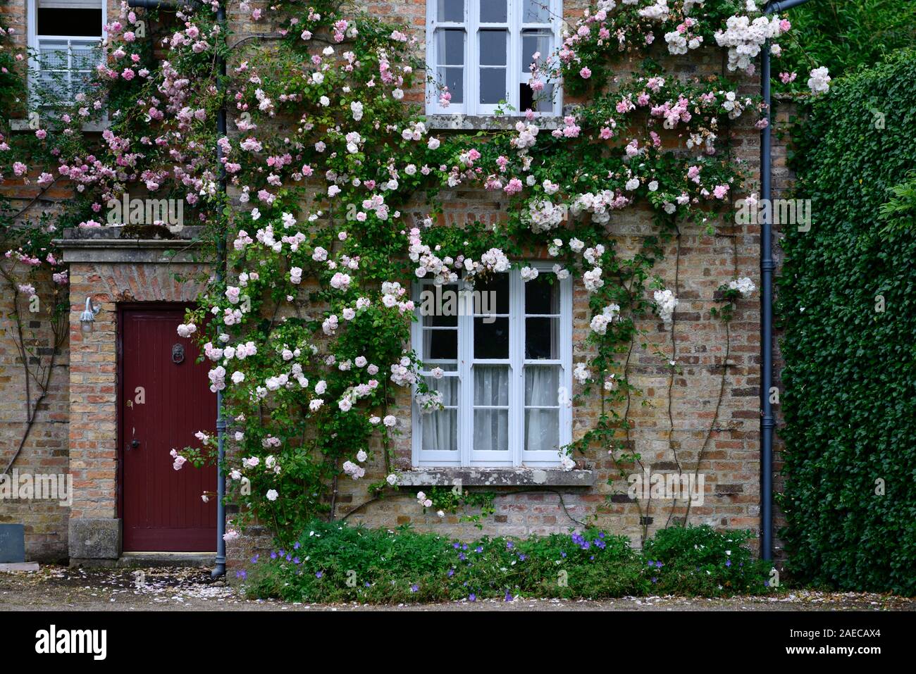 Rambling roses hi-res stock photography and images - Alamy
