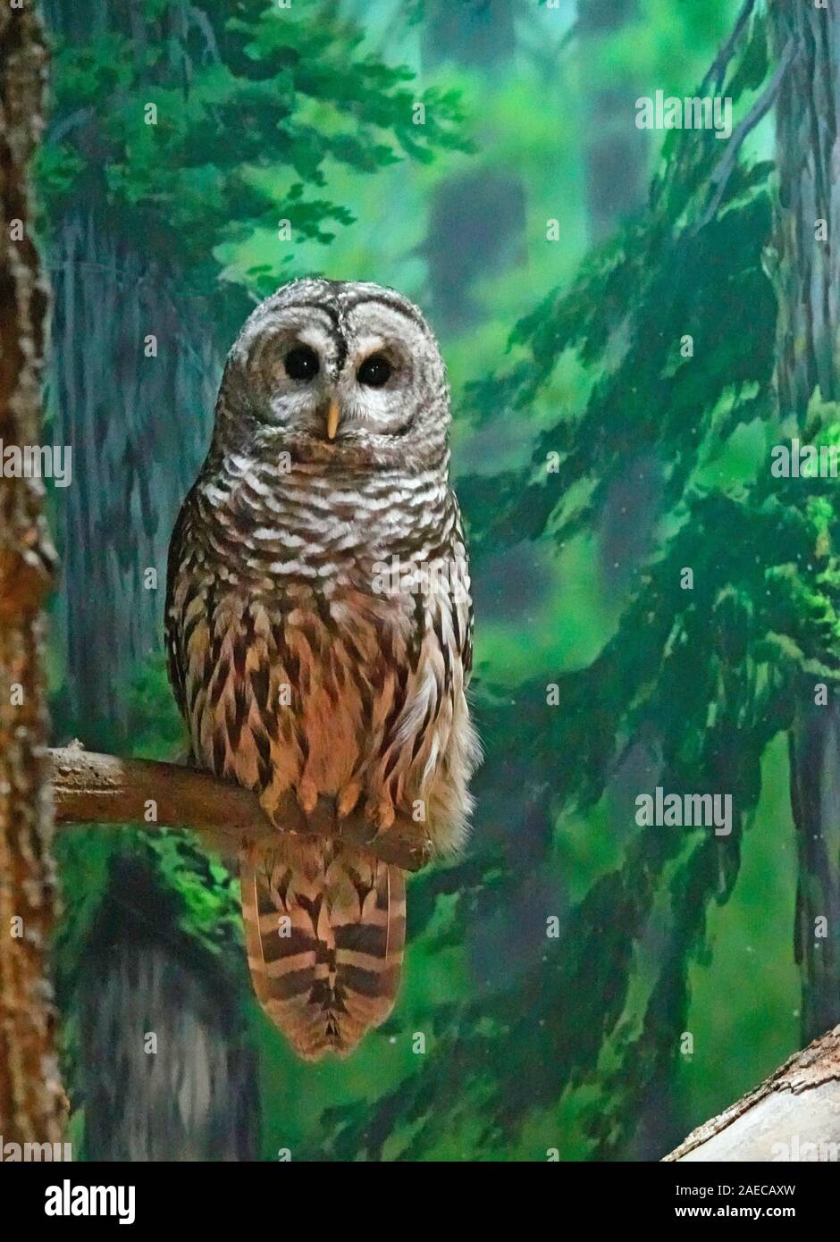 Temperate forest bird hi-res stock photography and images - Alamy