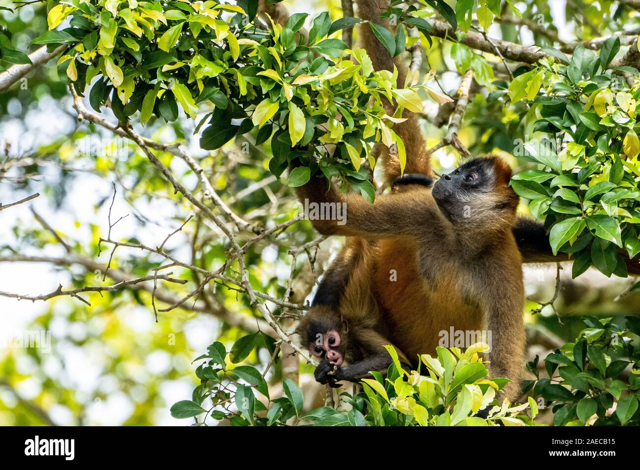 female and baby Geoffroy's spider monkey (Ateles geoffroyi) in a ...