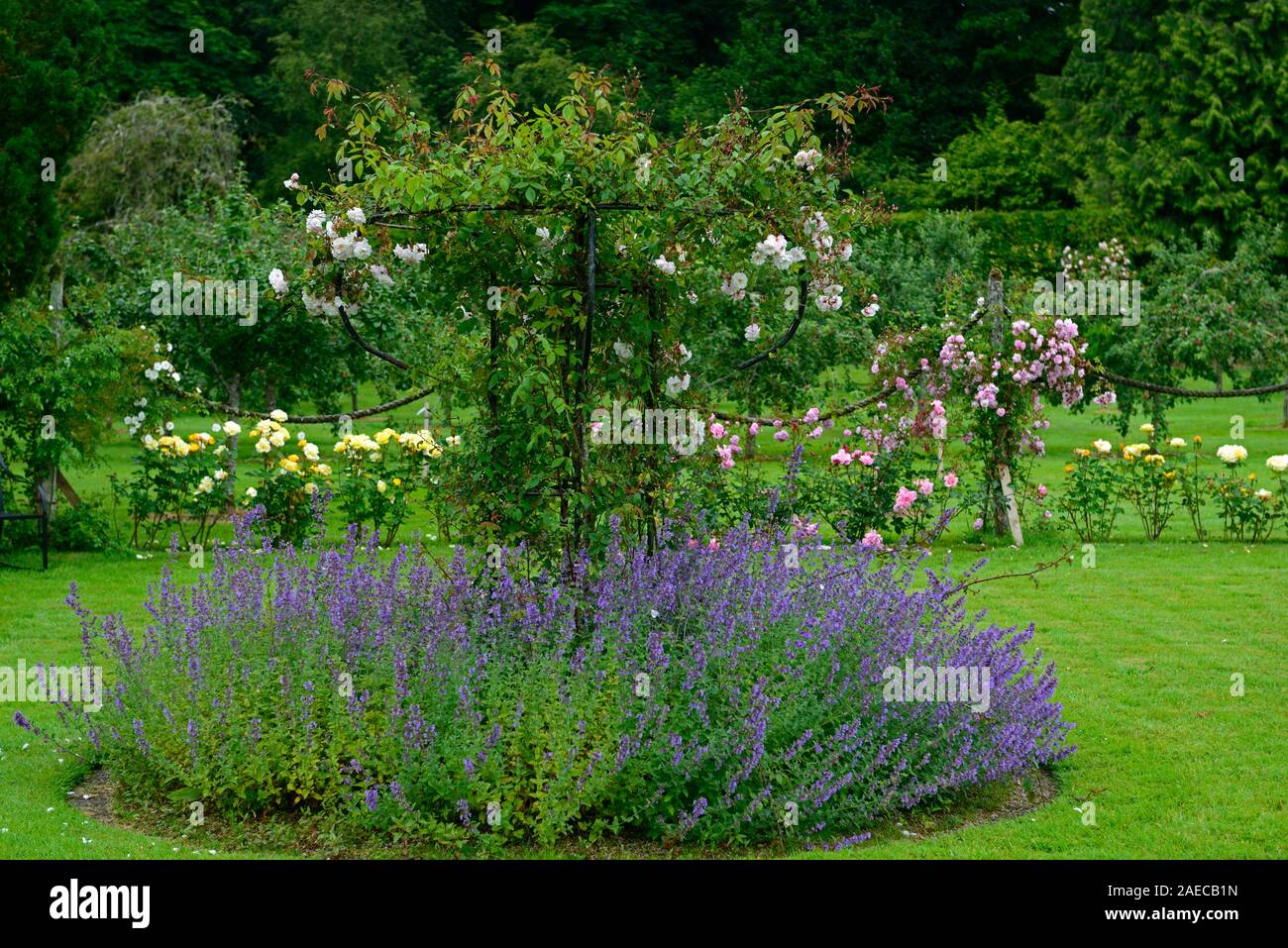 Pergola white rambling rose rambling hi-res stock photography and ...