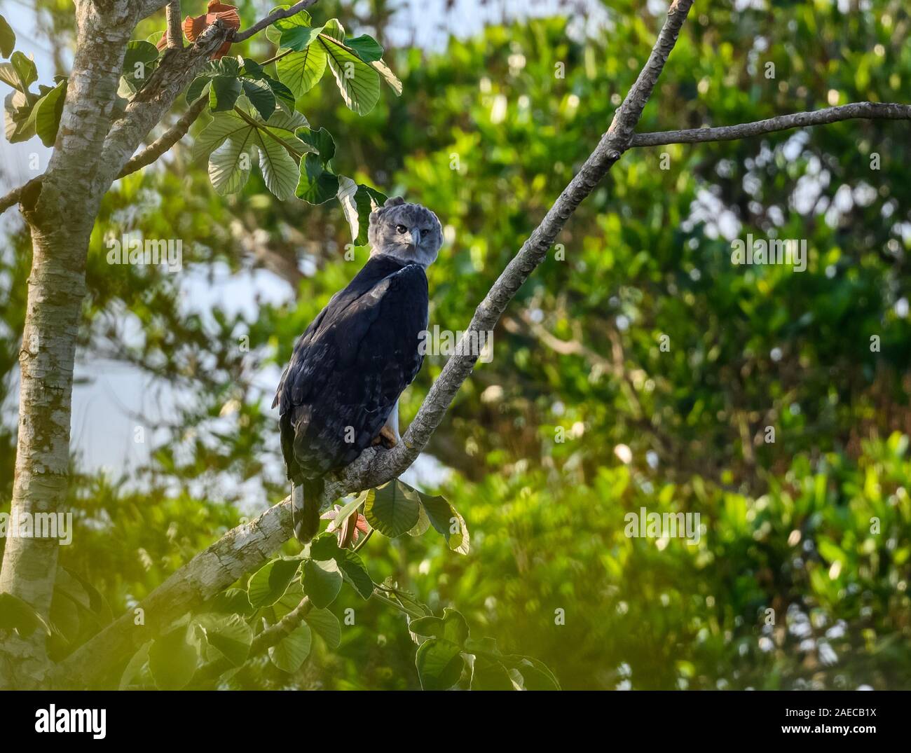 A wild Harpy Eagle (Harpia harpyja) perched on a Cecropia tree in the ...