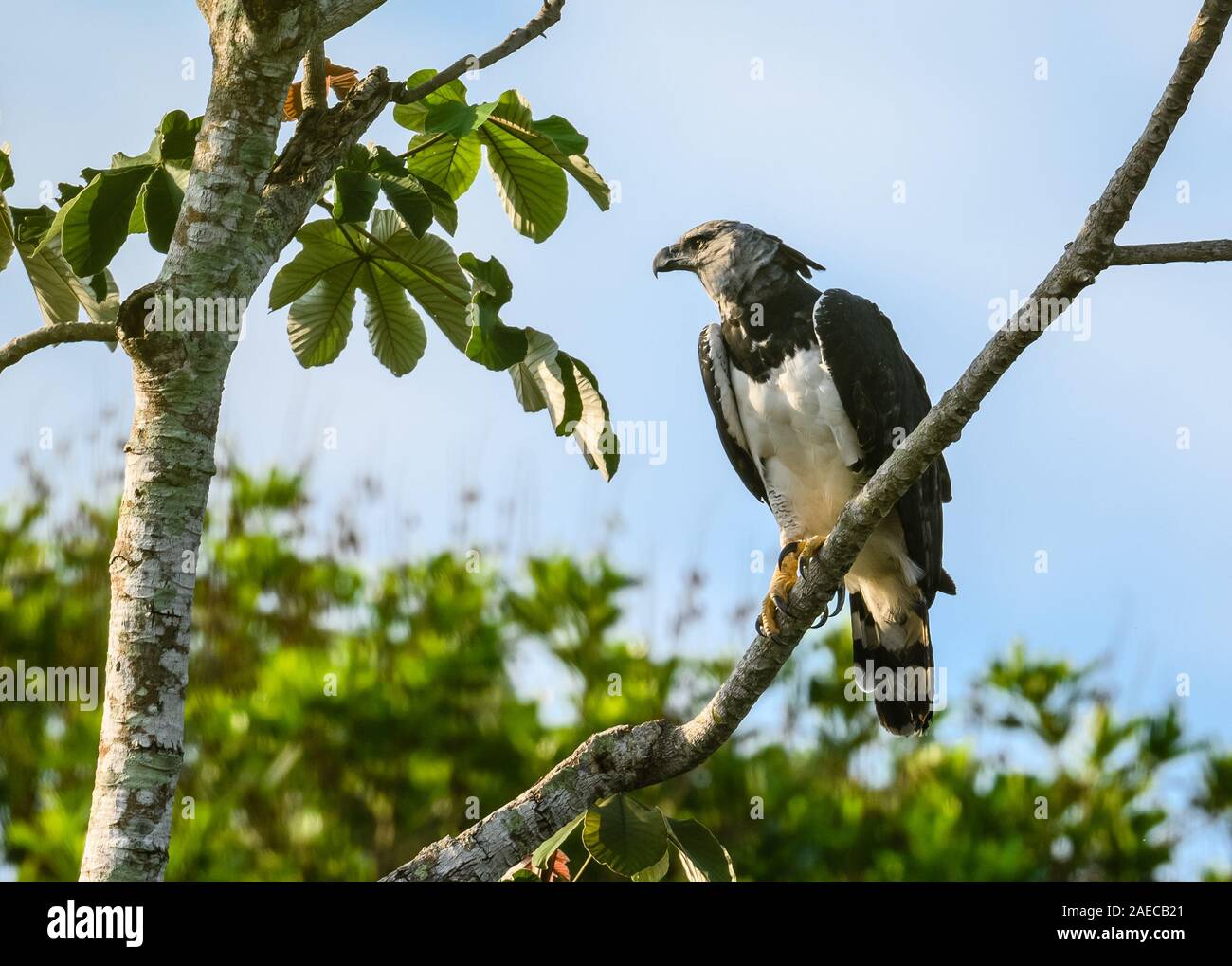 A wild Harpy Eagle (Harpia harpyja) perched on a Cecropia tree in the ...