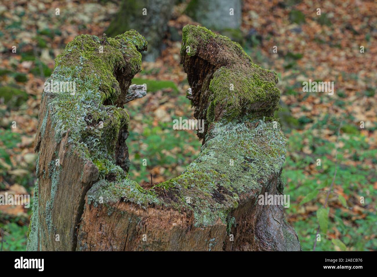 Rotten stump moss hi-res stock photography and images - Alamy