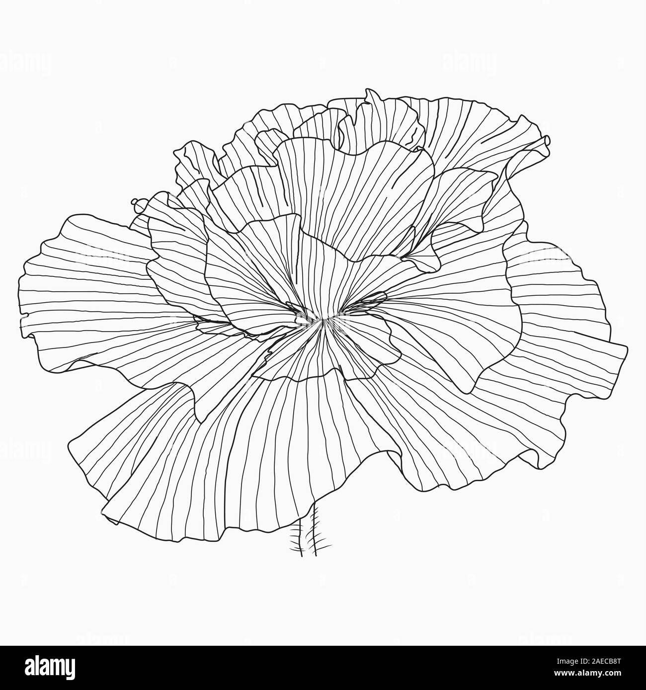 Hand drawn California poppy flowers and sketch with line art on a white ...