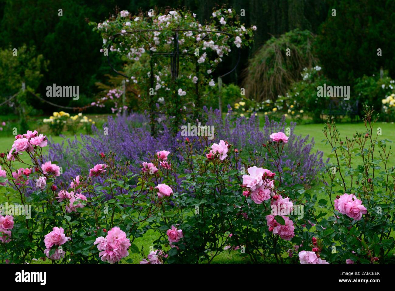 rose,roses,bed,border,formal garden,pergola underplanted nepeta,gardens ...
