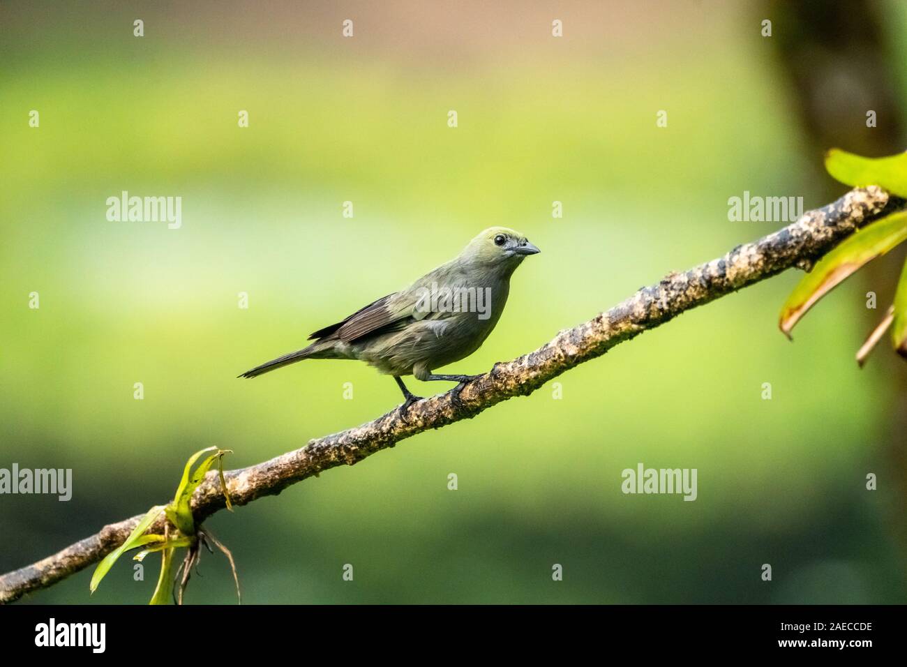 Palm tanager (Thraupis palmarum) perched on a branch. This passerine ...