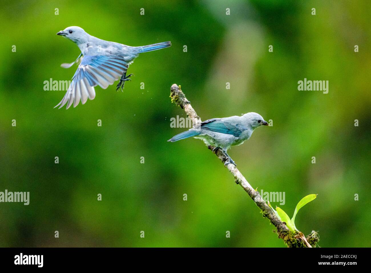 The blue-gray tanager (Thraupis episcopus) is a medium-sized South ...