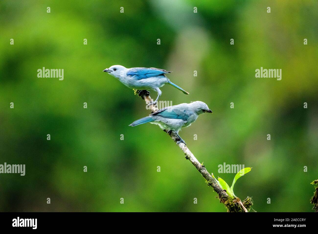 The blue-gray tanager (Thraupis episcopus) is a medium-sized South ...