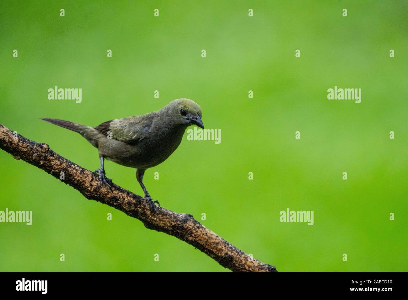 Palm tanager (Thraupis palmarum) perched on a branch. This passerine ...